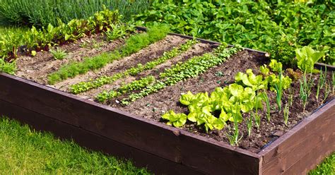 Create Your Own Raised Bed Garden Tips And Tricks Flowerland