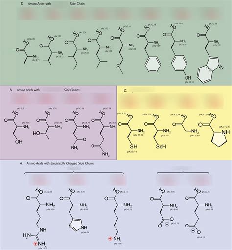 Amino Acids Diagram Quizlet