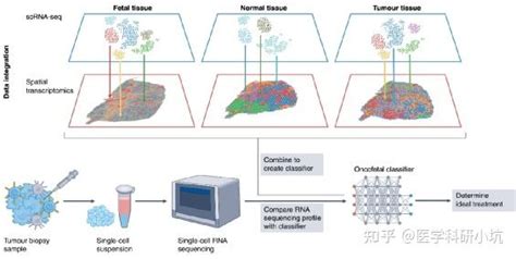 Nat Rev Cancer重磅 肿瘤发展和进展中的肿瘤胚胎重编程 知乎
