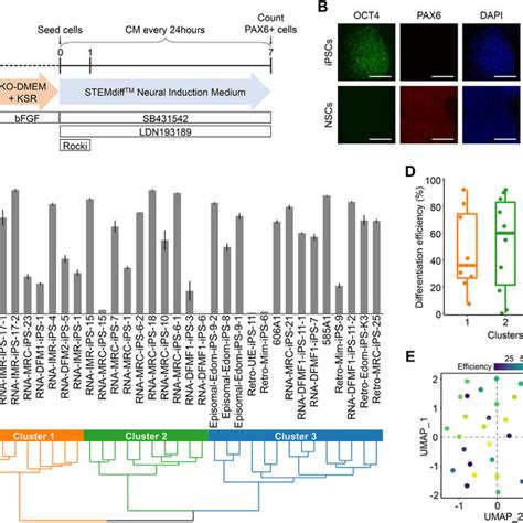 neural induction and comprehensive dna methylation analysis a