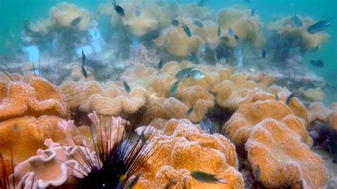 สถาบันวิจัยทรัพยากรทางน้ำ จุฬาลงกรณ์มหาวิทยาลัย รวมข่าวเกี่ยวกับ สถาบันวิจัยทรัพยากรทางน้ำ