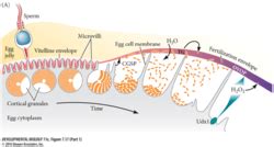 Cortical Reaction Wikipedia