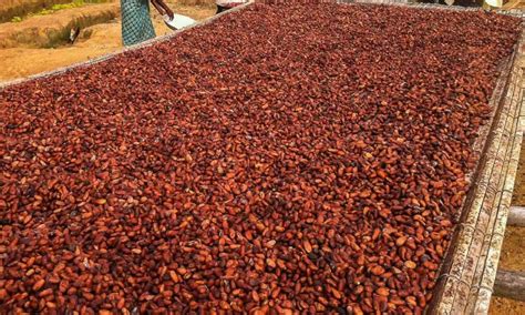 Memahami Apa Itu Proses Fermentasi Biji Kakao Berikut Detailnya Cokelatin Signature