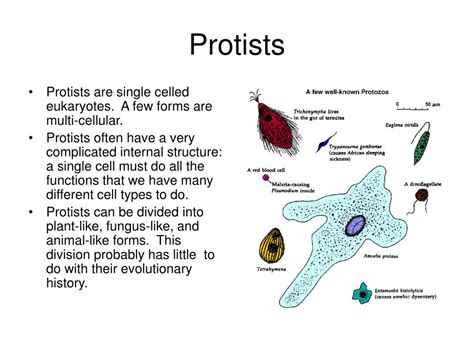 Ppt Protists Powerpoint Presentation Free Download Id 1200013