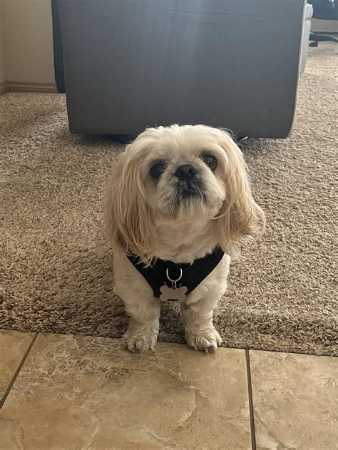 Meet Wilson Mcguillicutty Rshihtzu