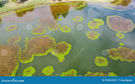 Aerial View Community Park With Grassy Lawn Trees And Lily Pad Algae