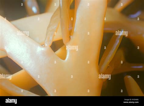 Brown Algae Fucus Macro Of Algal Body Blade Thallus Invisible To