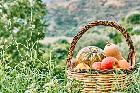 가을 수확 가을 정원에서 녹색 잔디에 바구니에 잘 익은 호박과 붉은 사과의 다른 유형 추수 감사절과 할로윈 배경 0명에 대한 스톡 사진 및 기타 이미지 Istock