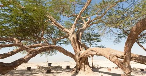 Unveiling The Mystery Of Bahrain S Tree Of Life A Symbol Of Resilience And Heritage