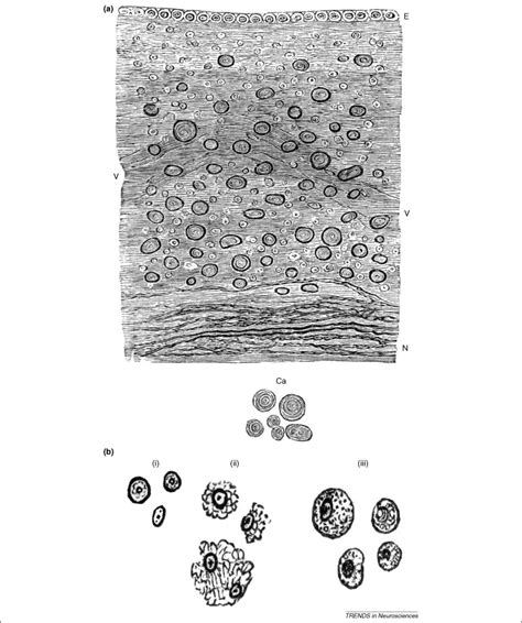 Neuroglia Microscope Neuroglia Microscope