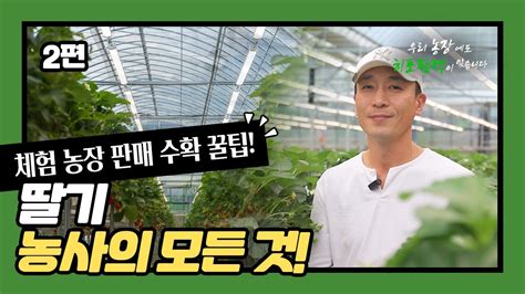역대 최고 딸기 가격 올해 가장 작황 대박난 딸기 하우스 재배 기술 공개 딸기 체험 농장 판매 수확 팁ㅣ우리 농장에도 히포팜텍이 있습니다 2편 딸기 농가