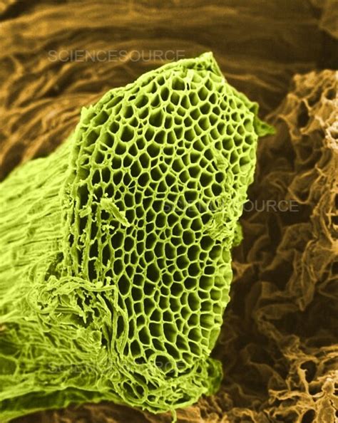 Sem Of Collenchyma In Celery Stock Image Science Source Images
