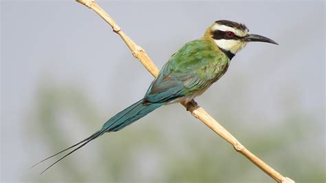 White Throated Bee Eater Merops Albicollis Sudanng