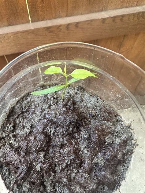 Seedling Identification R Whatisthisplant