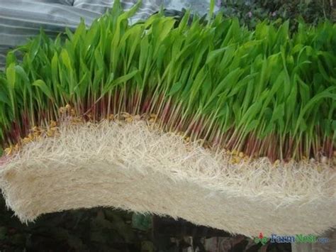 Hydroponics Fodder Growing Unit At ₹ 40000 Hydroponic Fooder In