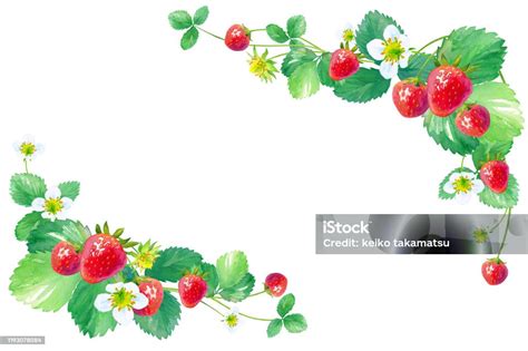 딸기 수채화 일러스트 두 모서리로 장식 된 프레임 디자인 딸기에 대한 스톡 벡터 아트 및 기타 이미지 딸기 프레임 수채화