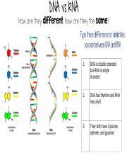 Differences And Similarities DNA Vs RNA Double Stranded Vs Course Hero