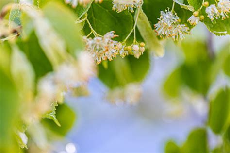 틸리아 코르 데이터 트리 배너가 닫힙니다 하얀 꽃으로 피는 식물학 피는 나무 0명에 대한 스톡 사진 및 기타 이미지 Istock