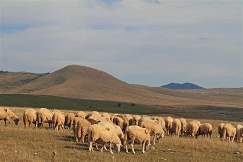 Pešterska Visoravan