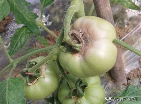低溫來襲大棚蔬菜當心7種病害 每日頭條