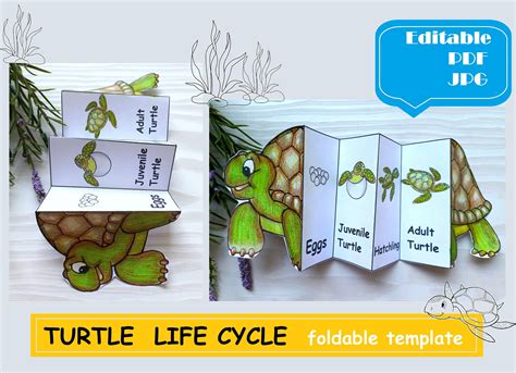 Turtle Life Cycle Montessori Cards Digital Download Print Learning