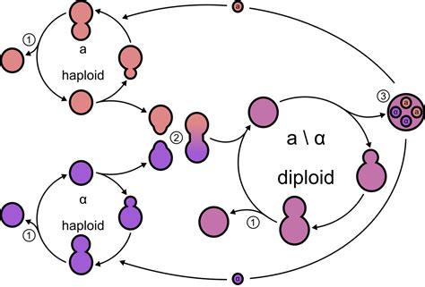 Yeast Structure Reproduction Life Cycle And Uses Biology Notes Online