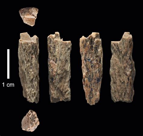 Dna Reveals The First Evidence Of Neanderthal And Denisovan Hybrid