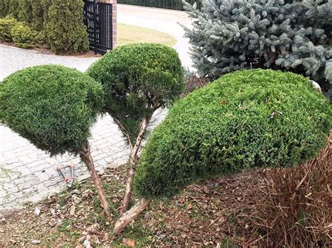Detailed Juniper Pruning Guide World Of Garden Plants