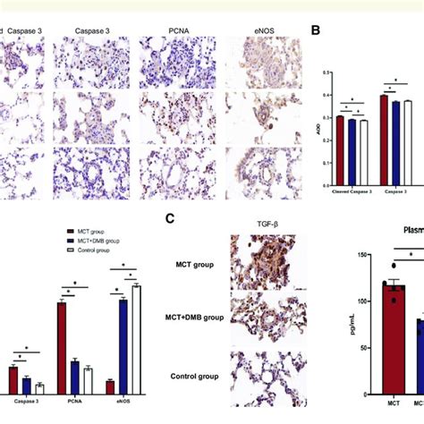 Expression Of Cleaved Caspase 3 Caspase 3 Proliferating Cell Nuclear