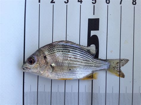 キチヌ 2014 06 15 WEB魚図鑑
