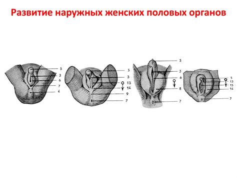 Фото детские половые органы девочек