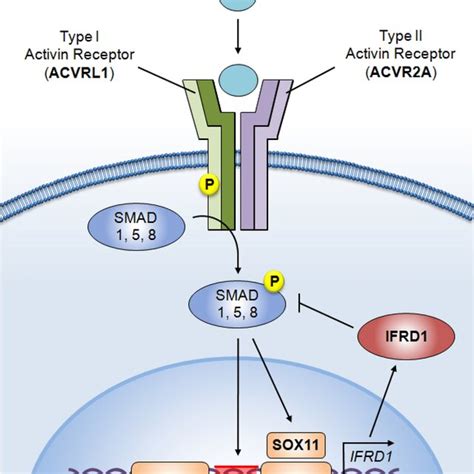 Genes In The Bmp Signaling Pathway Mutated In Lambdoid Cs Schematic Download Scientific