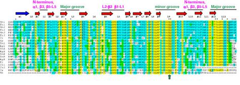 Multiple Sequence Alignment Of The Runt Domain From Collected