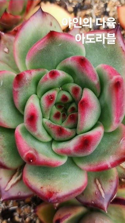아도라블 ~ 짧뚱 통통 이쁜 아이 ~ 파종이 실생 다육 다유기 다육이 다육식물 반려식물 다육판매 다육이판매 다육이키우기 다육인스타그램 매혹이 청주