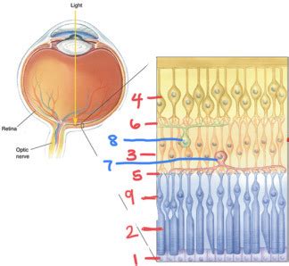 Visual System Lab 5 Diagram Quizlet