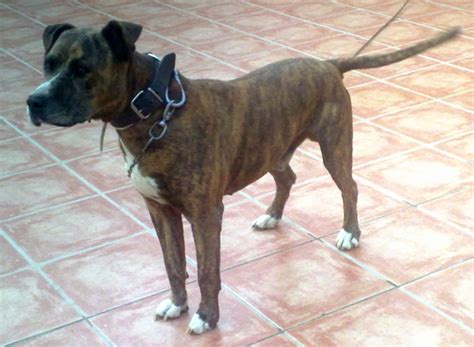 Noble Galgo Cruce De Pitbull Y Boxer En AdopciÓn