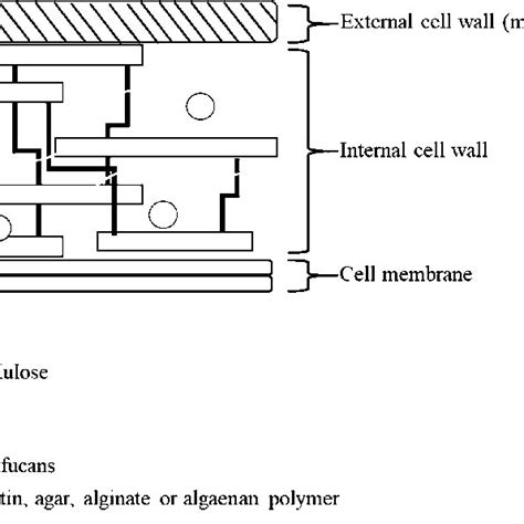 The Structure Of Microalgae Cell Wall Concepts Were Based On Download Scientific Diagram