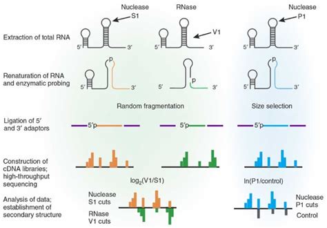 The Rna Structurome High Throughput Probing Nature Methods