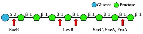 Scheme Of The Inulin Molecule And The Glycosidic Bonds Which Are The Download Scientific