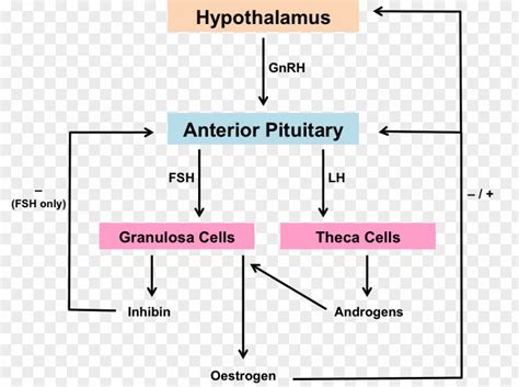 Hypothalamus Hypothalamic Pituitary Gonadal Axis Menstrual Cycle