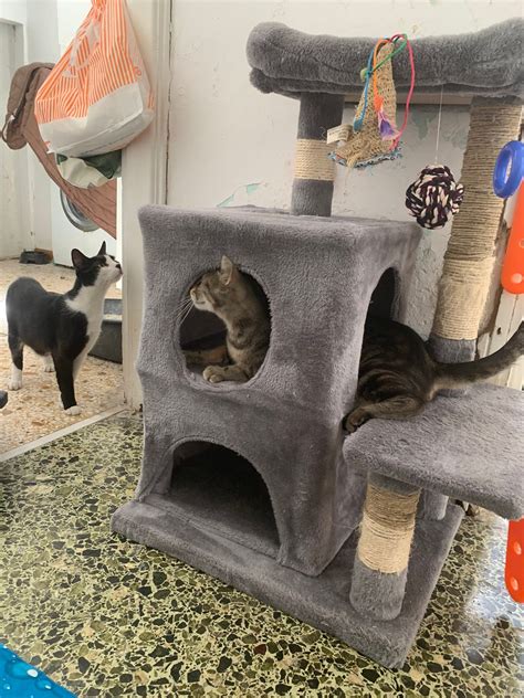 Φιλοζωική Δράση Εθελοντών Μοσχάτου Ταύρου Μπήκε σε καφετέρια στη Πέτρου Ράλλη αναζητώντας