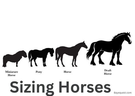 Draft Horse Breeds By Size