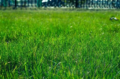 How To Lay Sod Over Existing Lawn