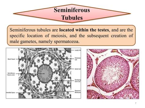 Morphology Of Fish Testes