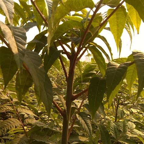 秋季出售大棚香椿树苗 露天种植香椿苗 现挖现卖