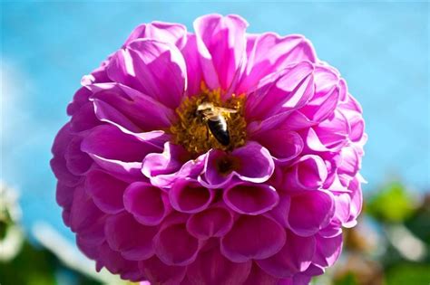 Plantas Angiospermas Plantas