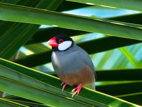 Java Sparrow Birds Photo 38462063 Fanpop