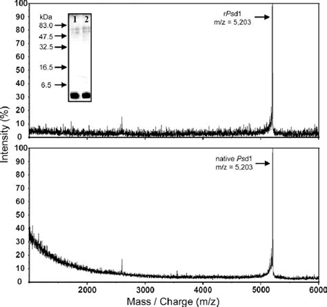 Maldi Tof Mass Spectra Of Purified Rpsd1 Upper Spectrum And Native