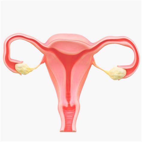 Paquete De Modelo 3d De La Sección Del Sistema Reproductivo Femenino