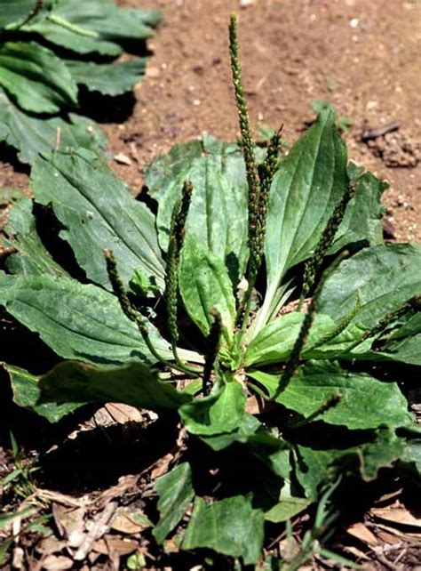 Broadleaf Plantain North Americas Second Most Common Lawn Weed